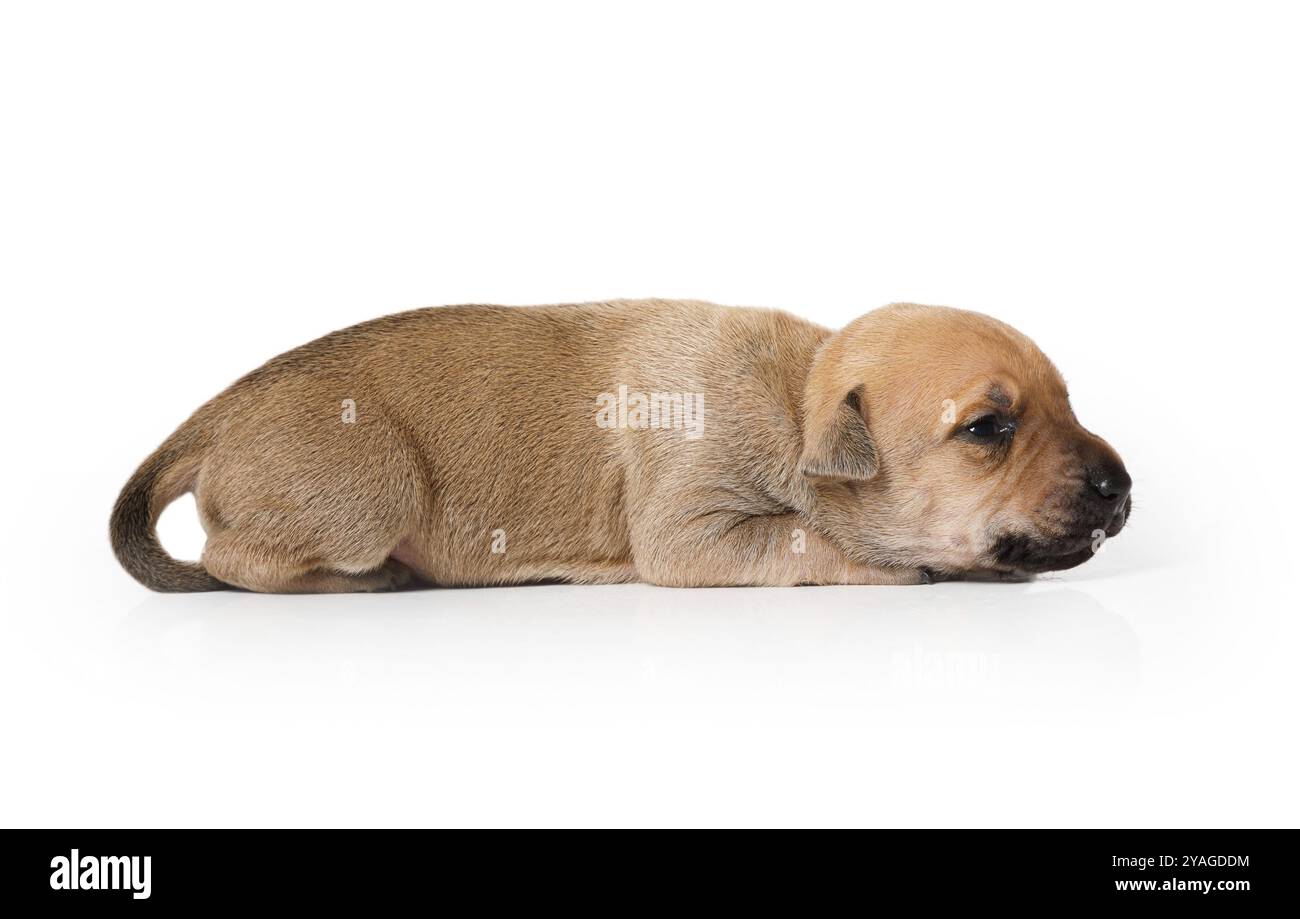 Ten day old purebred American Pit Bull Terrier puppy lies isolated on a ...