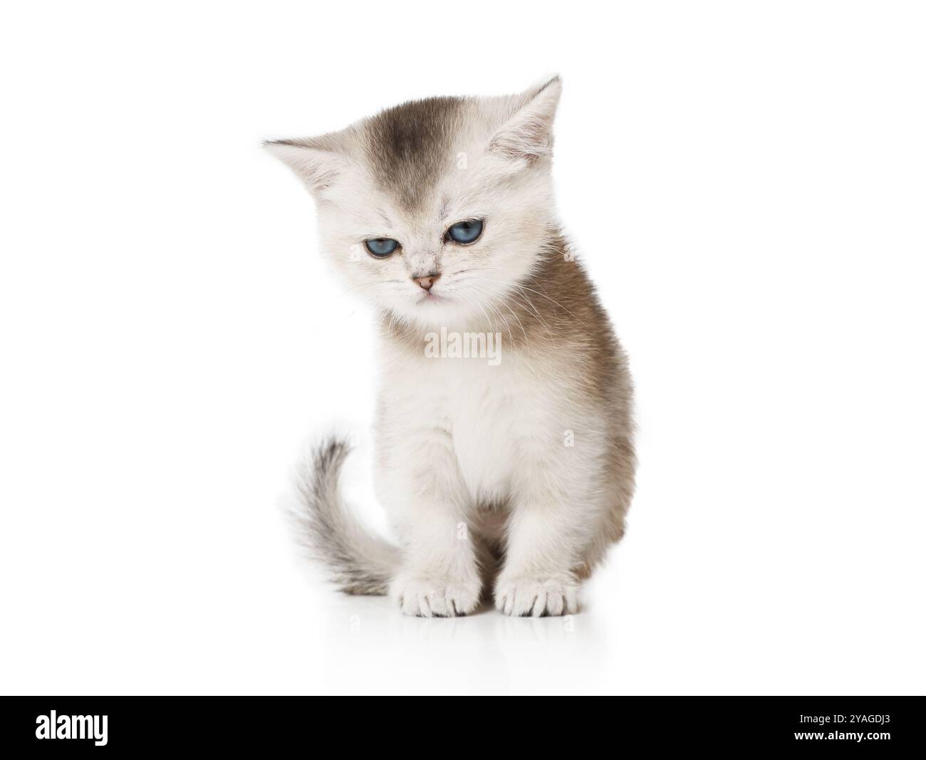 Scottish blue eyed kitten with a sad face sitting isolated on a white ...