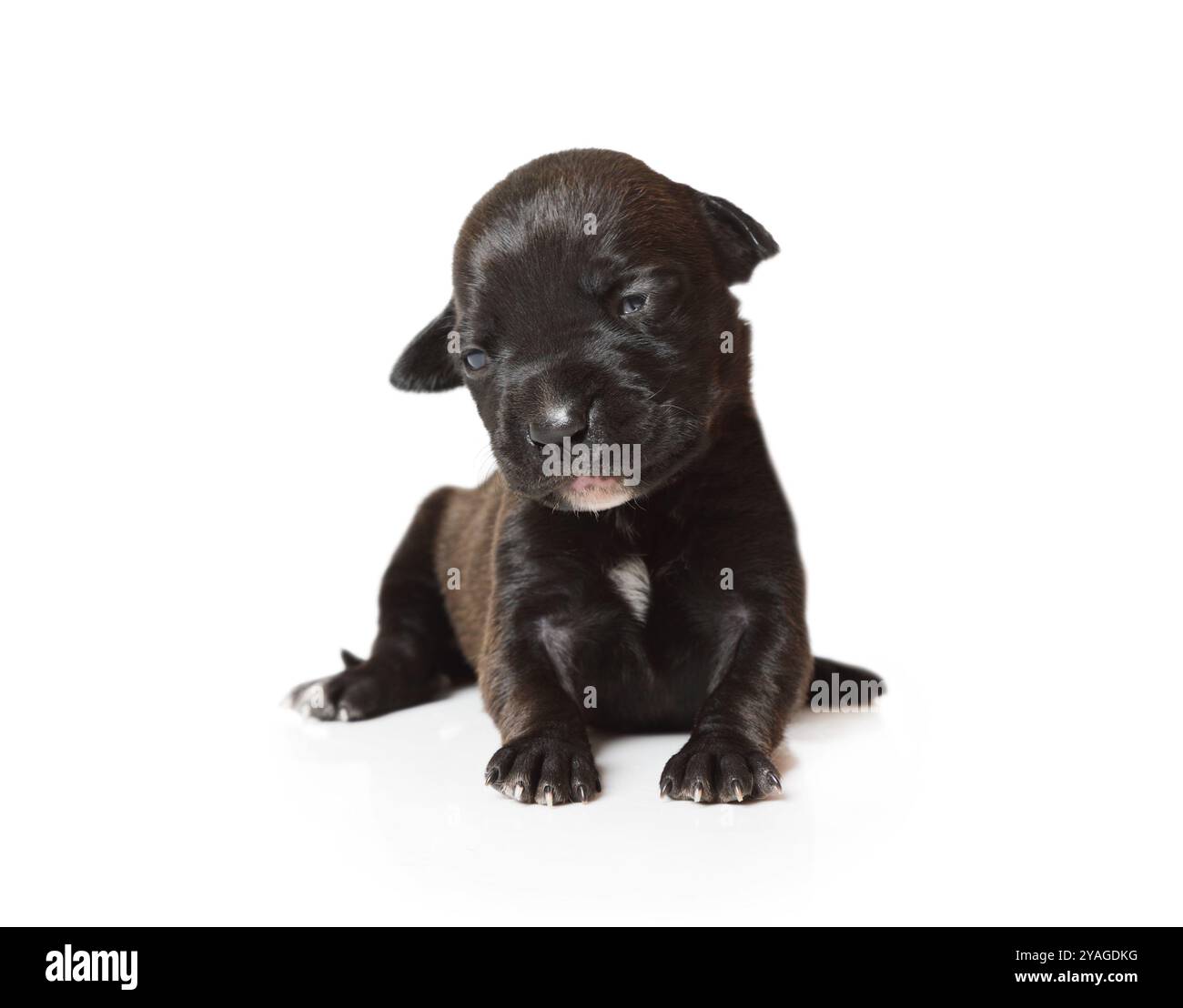 Small black ten days old purebred American Pit Bull Terrier puppy ...