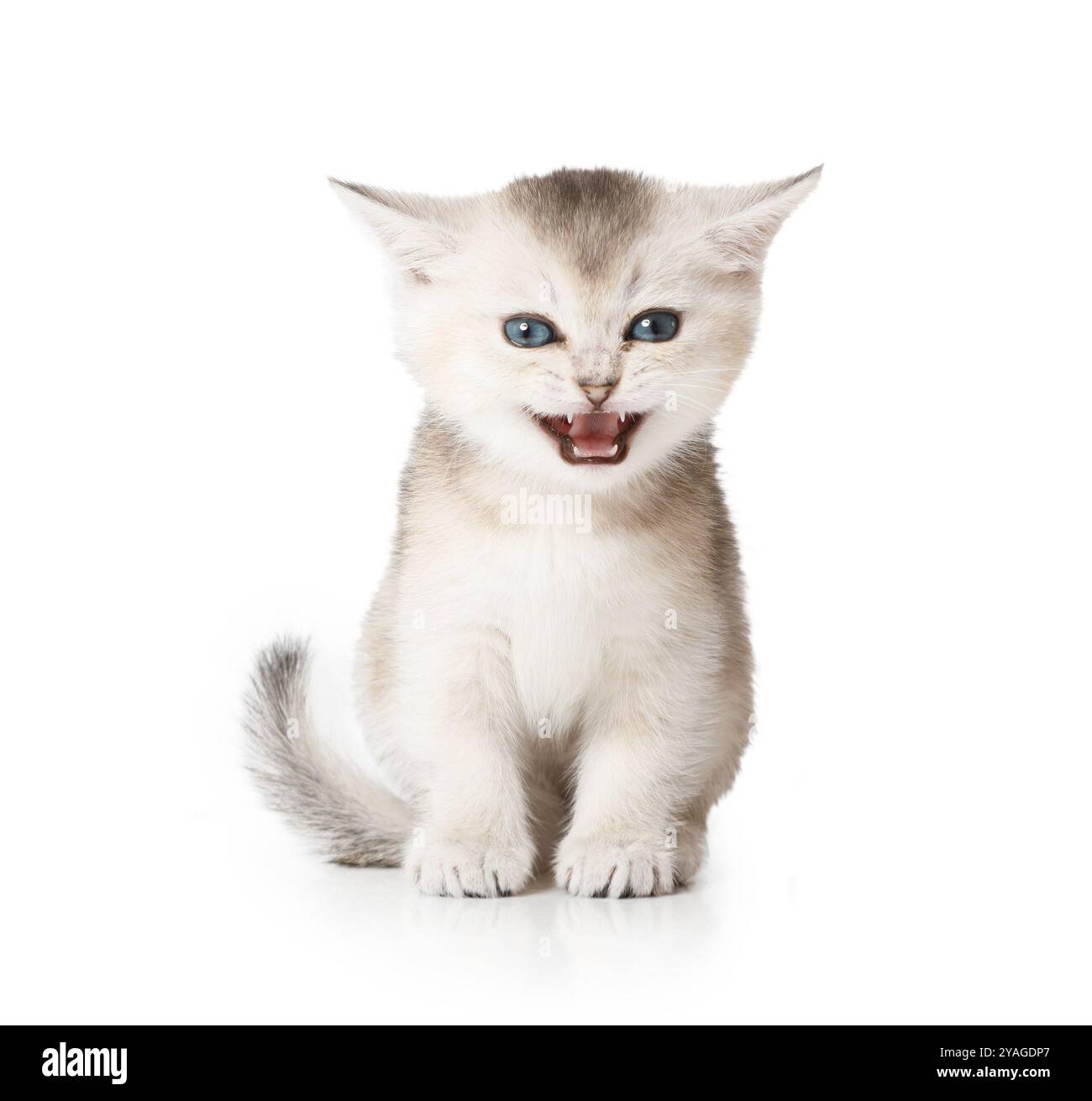 Sweet Scottish kitten with blue eyes meows sitting against white ...