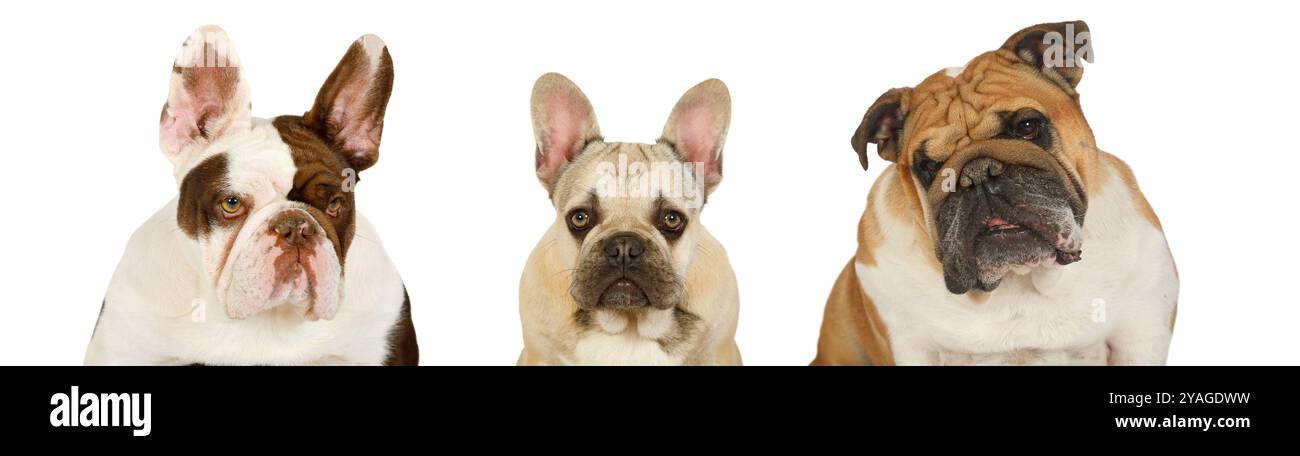 Portrait collage of English bulldog and French bulldog with puppy ...