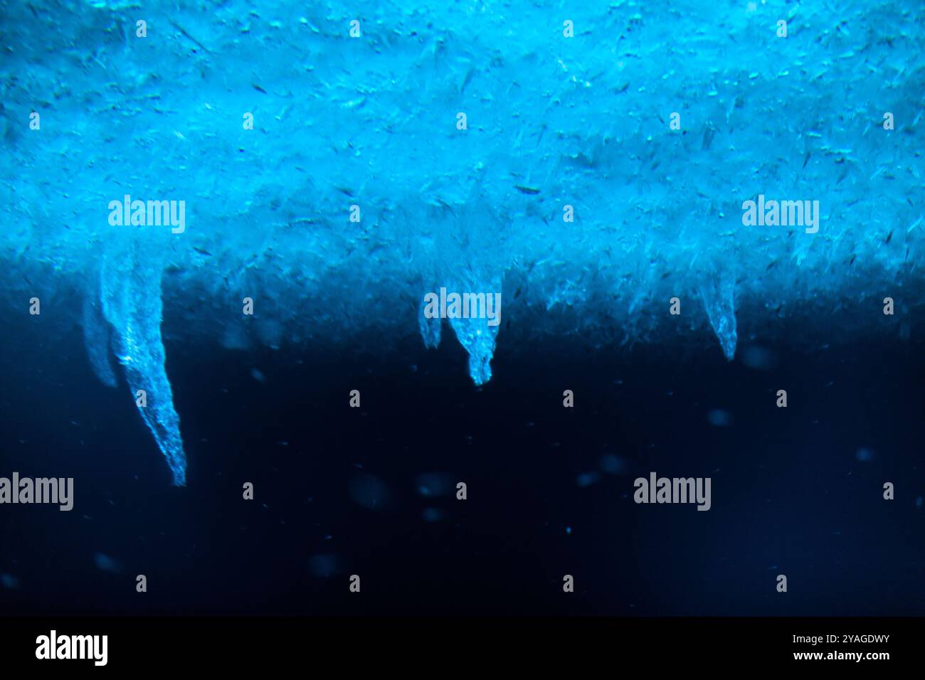 Under the antarctic seasonal ice sheet showing brine channels, krill ...