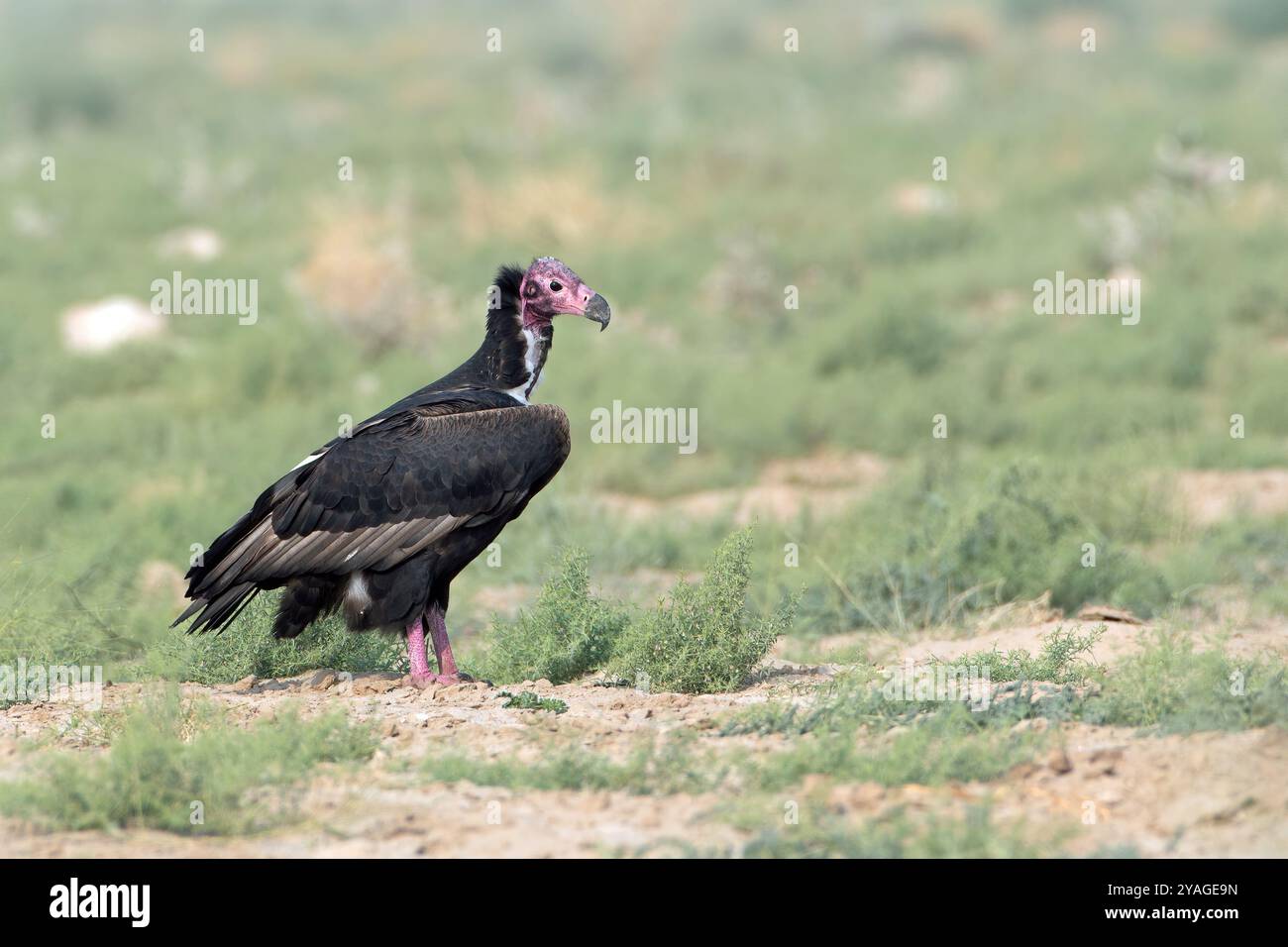 red-headed vulture or Sarcogyps calvus, Desert National Park in ...