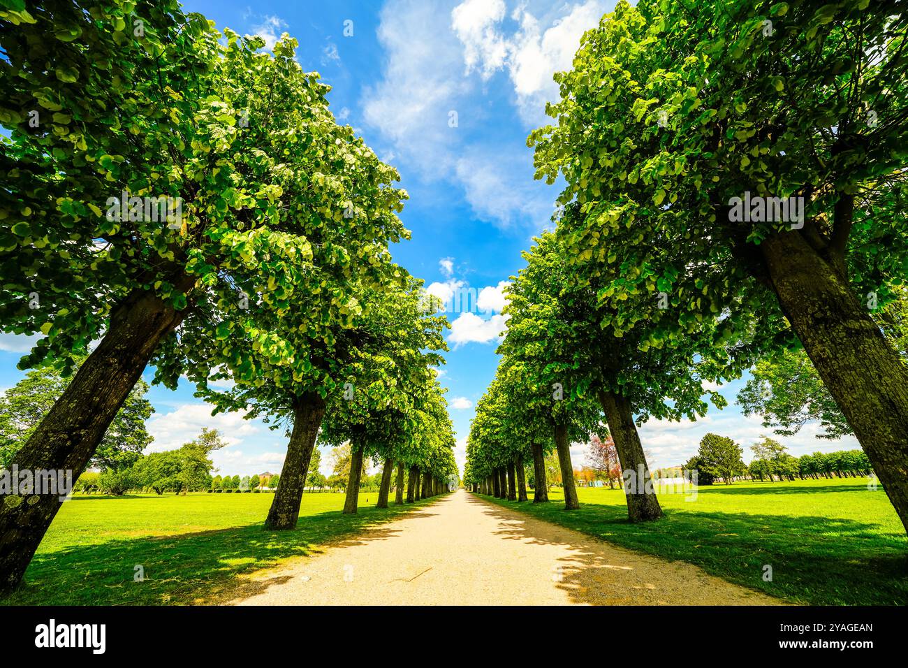 Avenue with green trees hi-res stock photography and images - Alamy