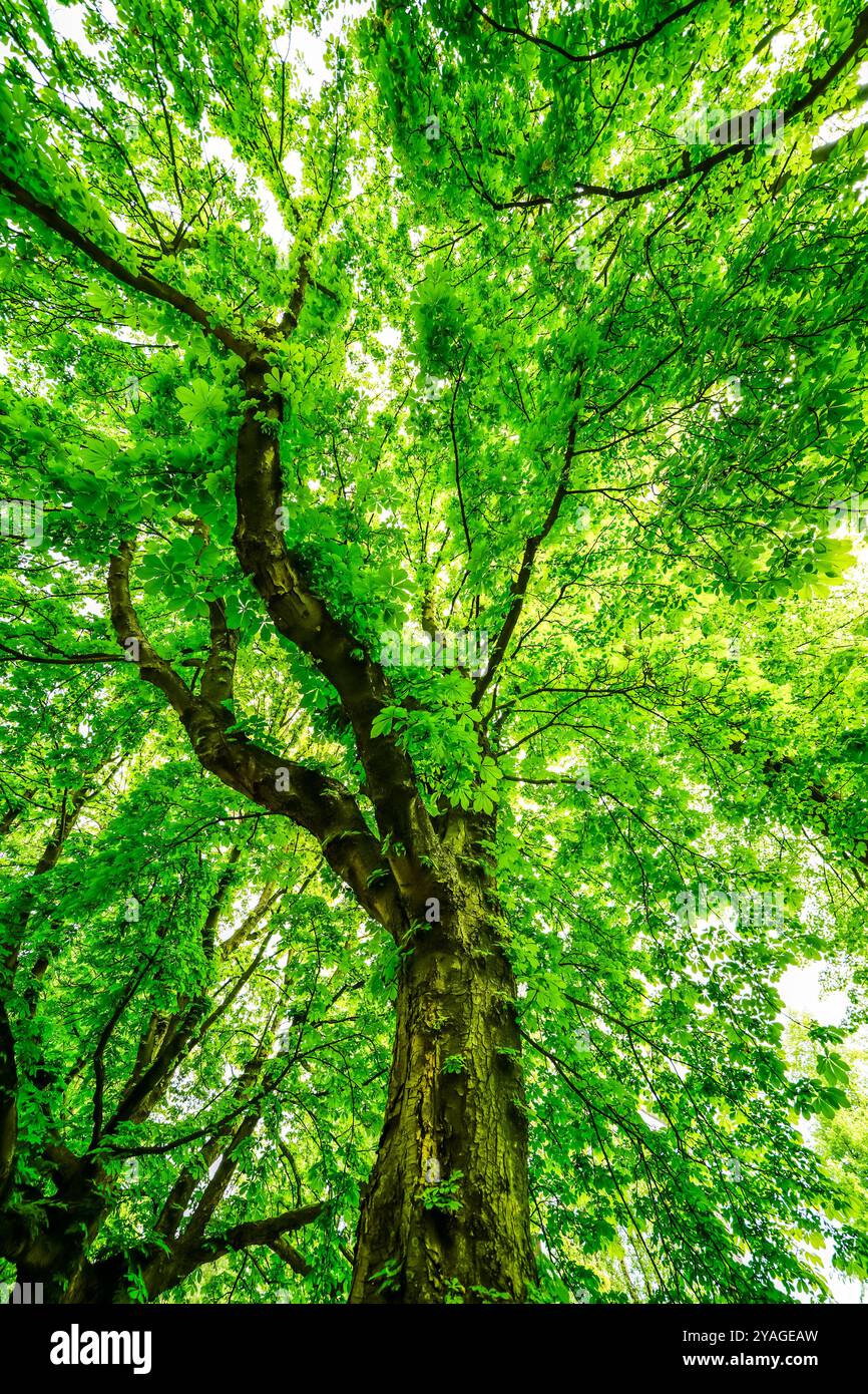 Old chestnut tree hi-res stock photography and images - Alamy