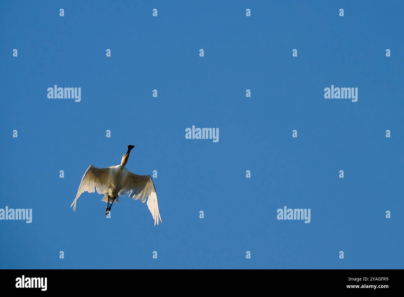 Spoonbill espatula comun hi-res stock photography and images - Alamy