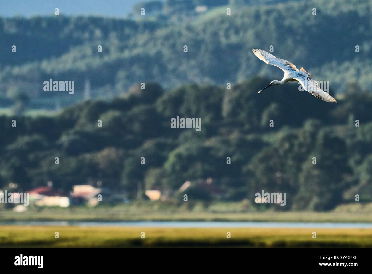 Spoonbill espatula comun hi-res stock photography and images - Alamy