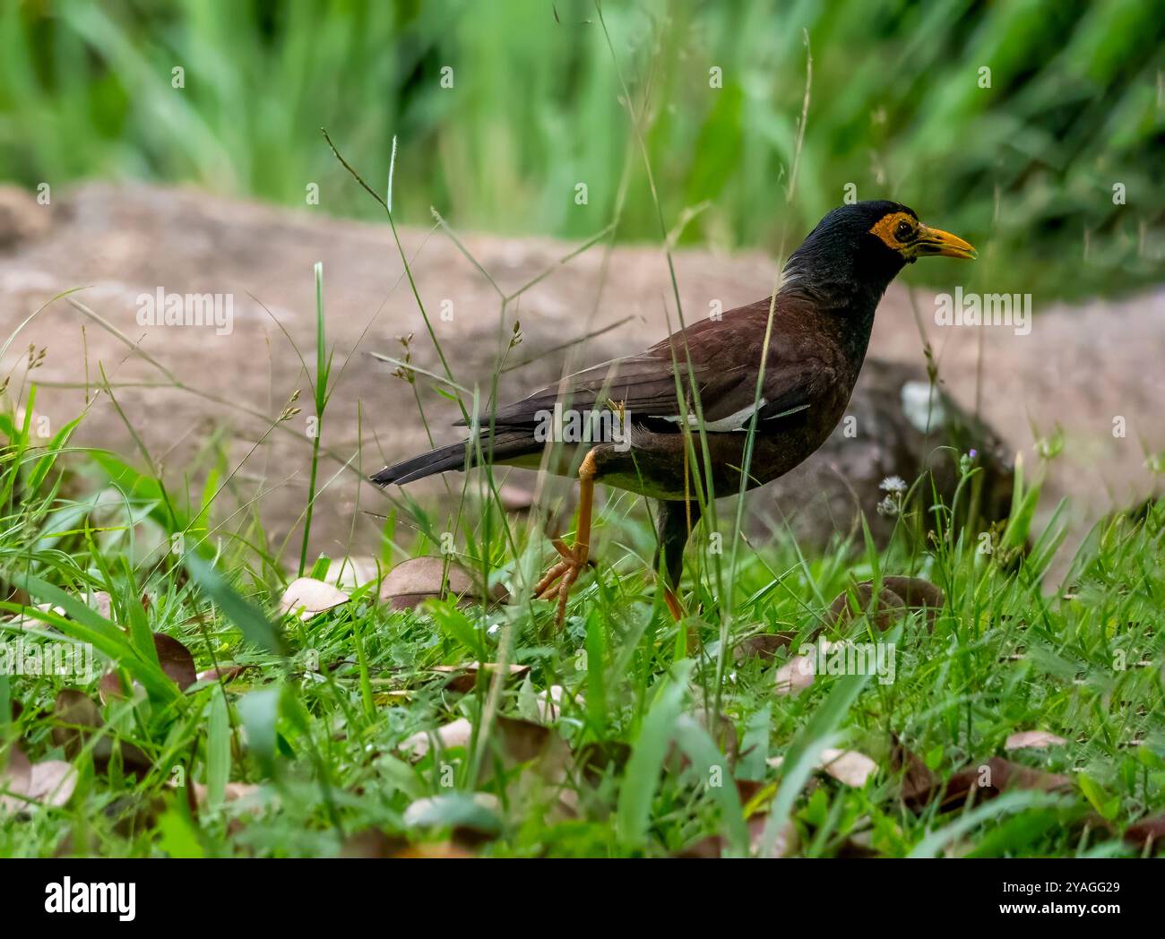 Shepherds starling hi-res stock photography and images - Alamy