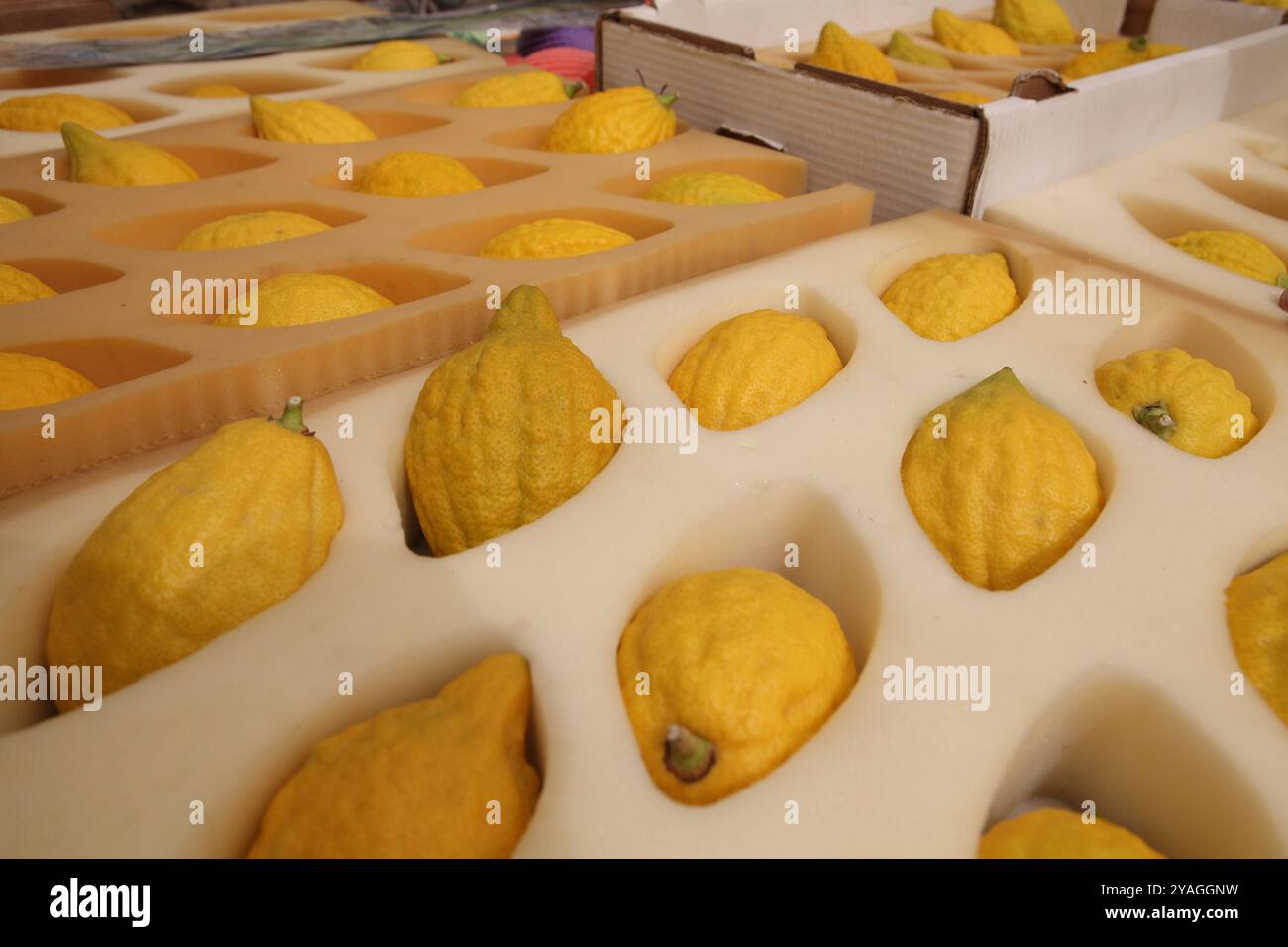 A bunch of Esrog, Etrog or Ethrog for sale before Succot or Jewish ...
