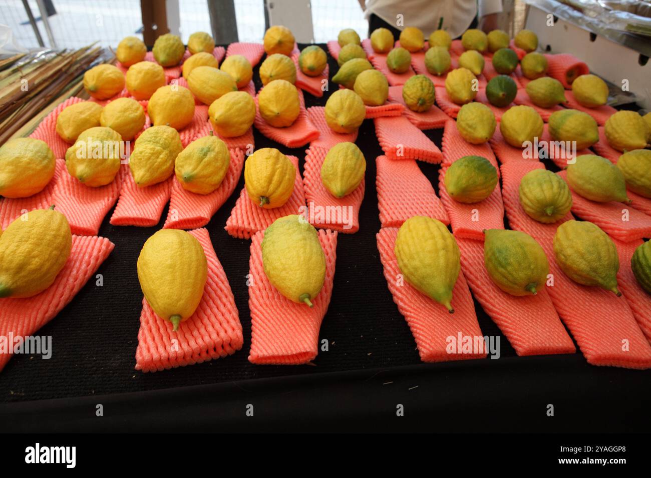 A bunch of Esrog, Etrog or Ethrog for sale before Succot or Jewish ...