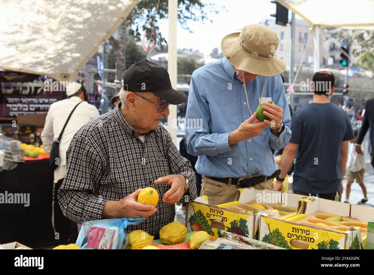 Orthodox Jewish men pick & examine Esrog, Etrog or Ethrog making sure ...
