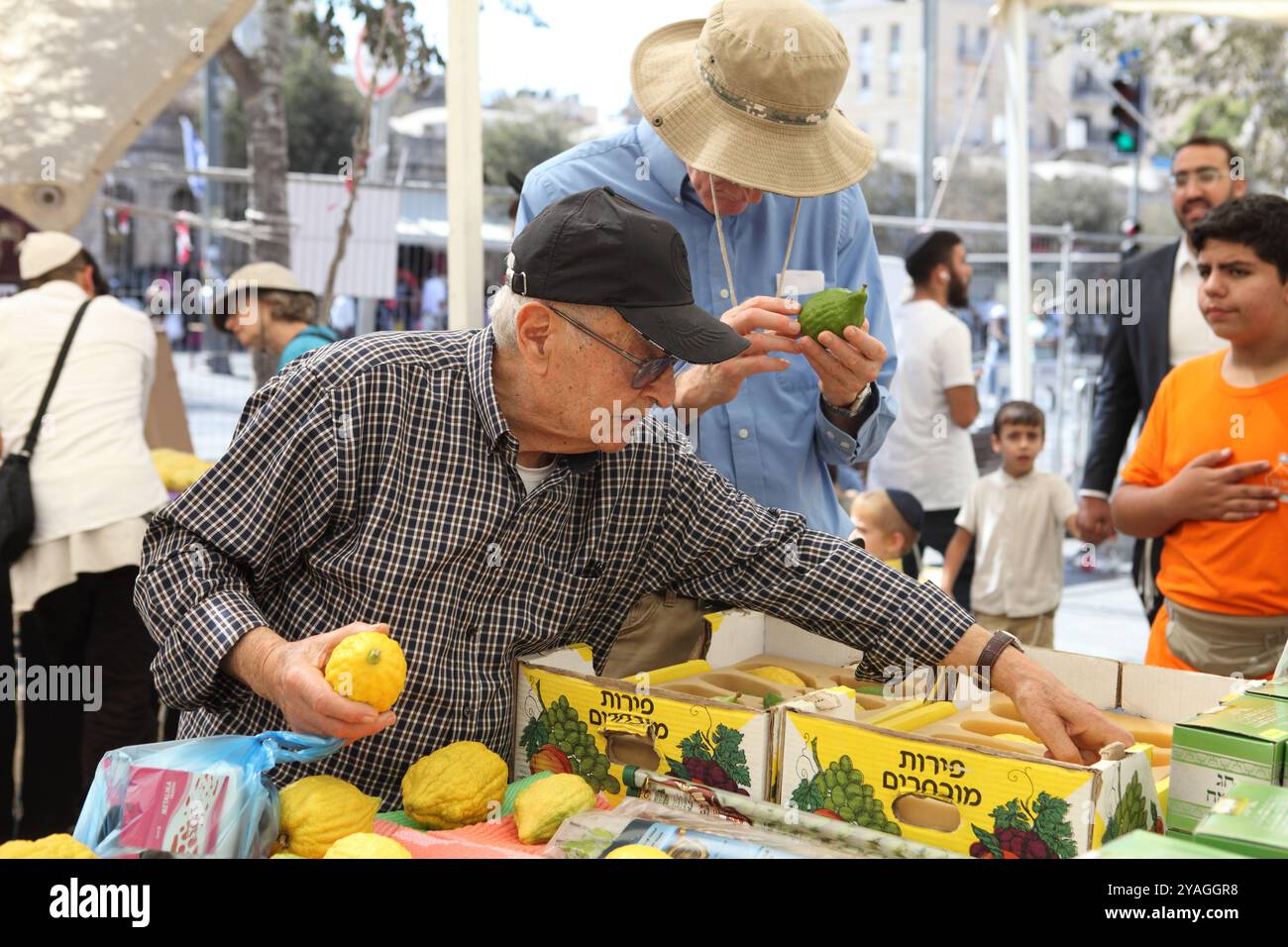 Orthodox Jewish men pick & examine Esrog, Etrog or Ethrog making sure ...