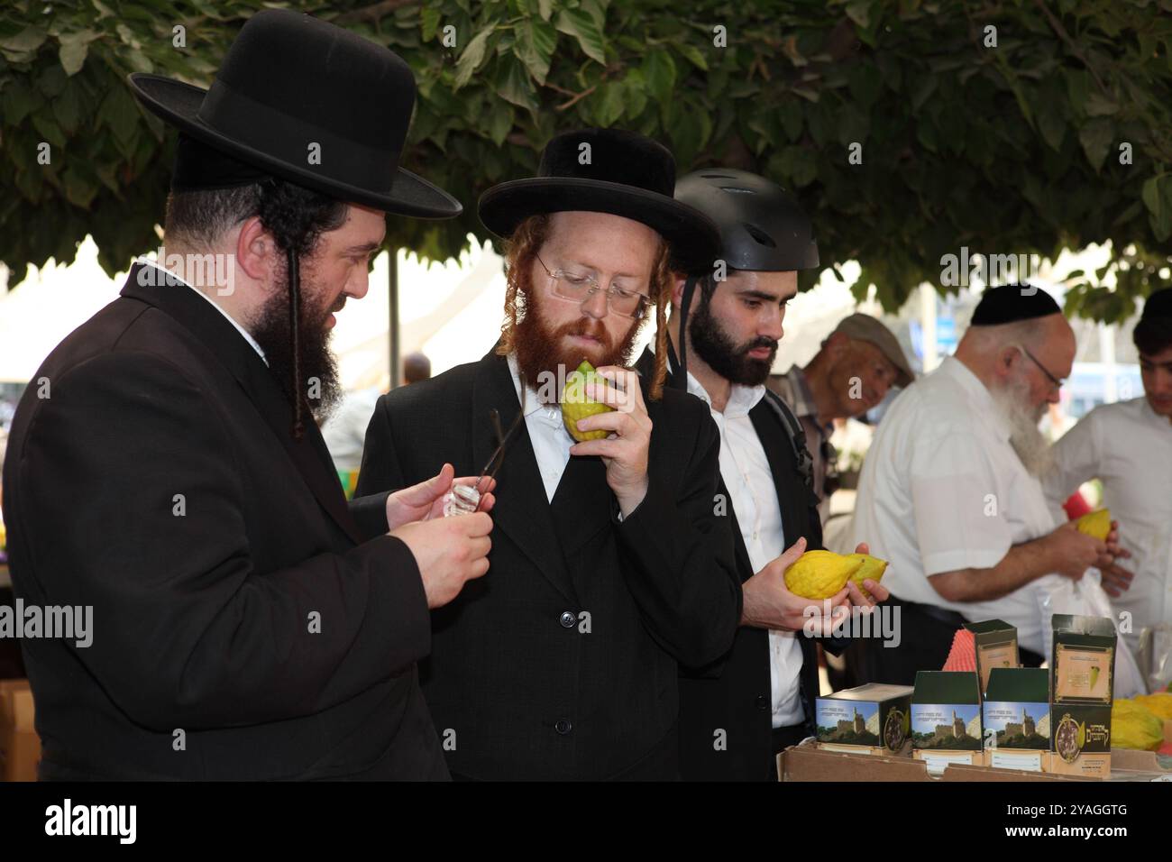 Esrog israel hi-res stock photography and images - Alamy