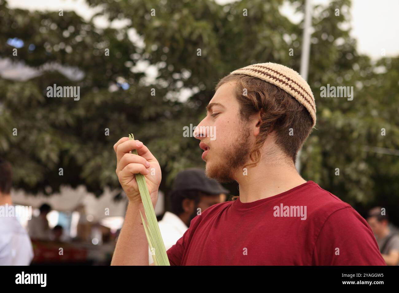 Orthodox Jewish man before Succot examines the top edge a Lulav a date ...