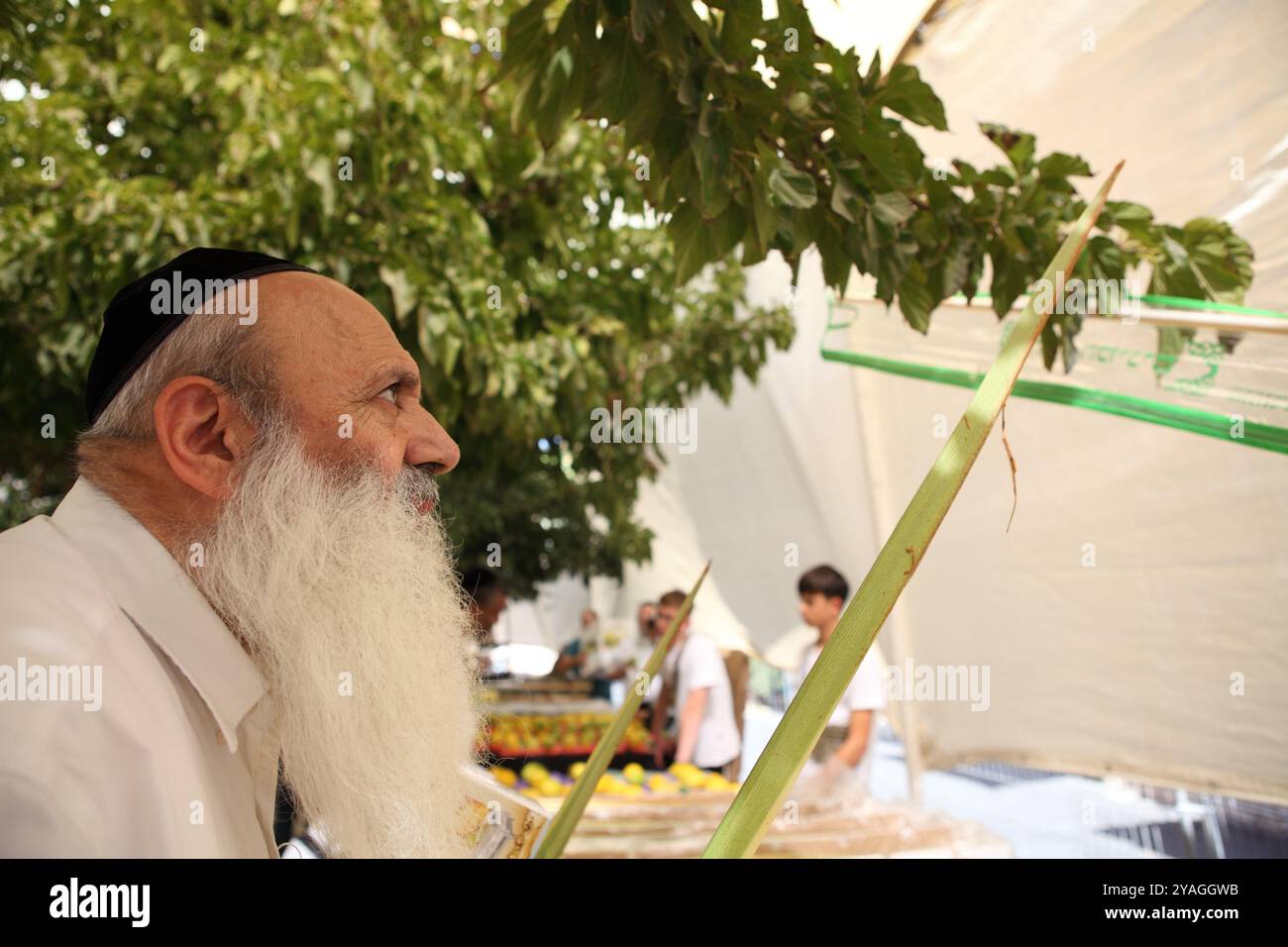 Orthodox Jewish man before Succot examines the overall look of the ...