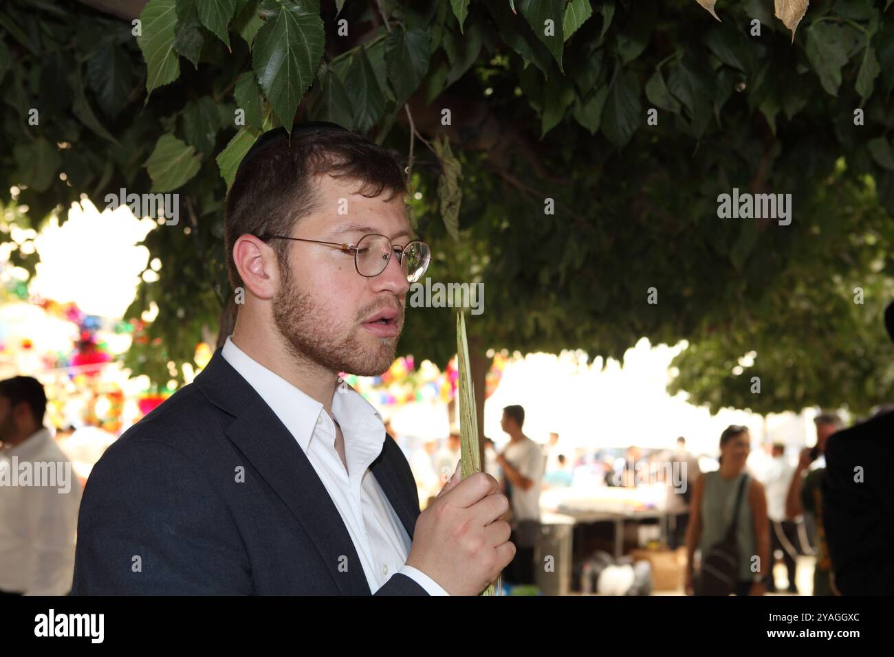 Ultra Orthodox Jewish man before Succot examines the top edge a Lulav a ...