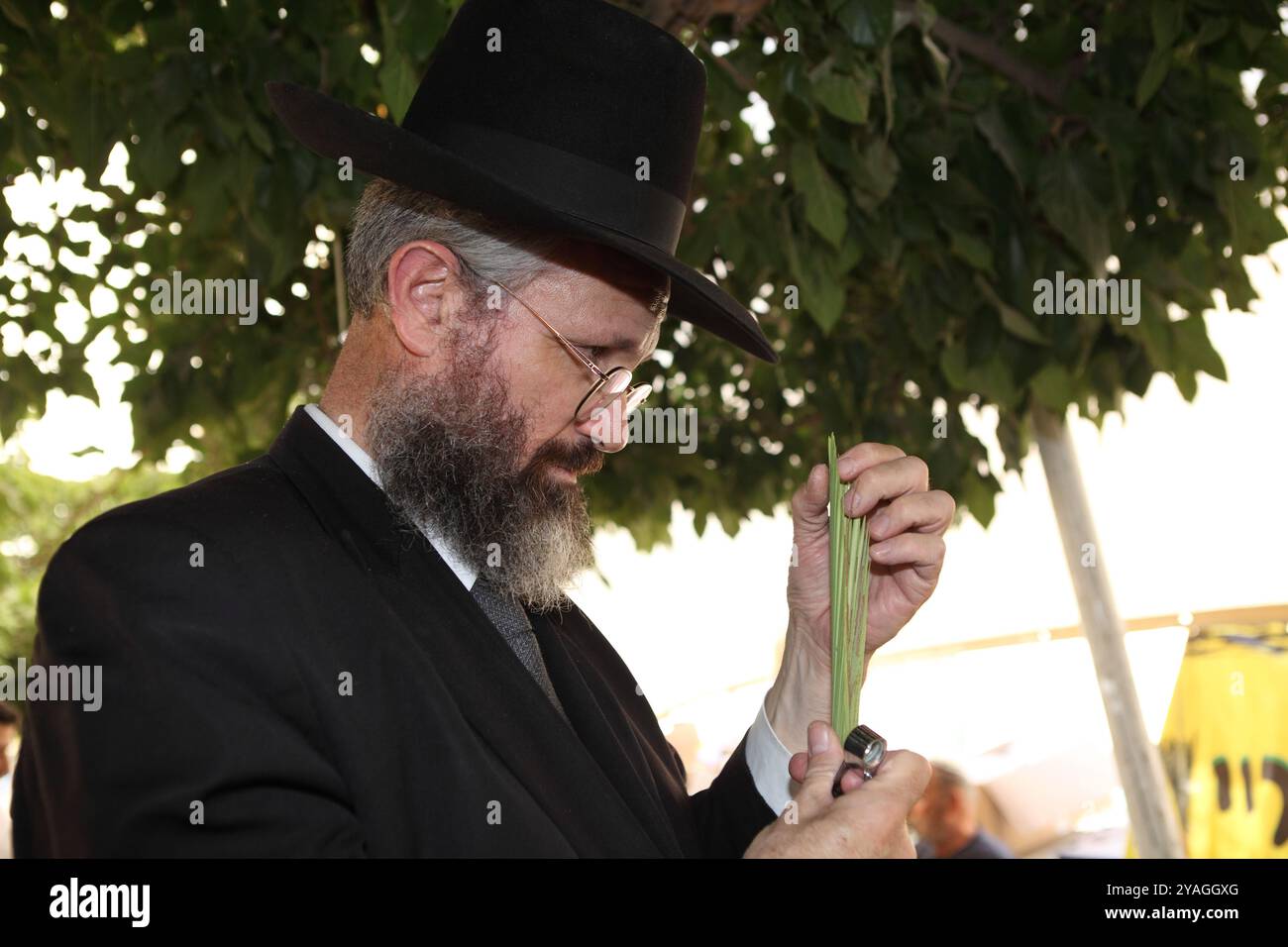 Ultra Orthodox Jewish man before Succot examines the top edge a Lulav a ...