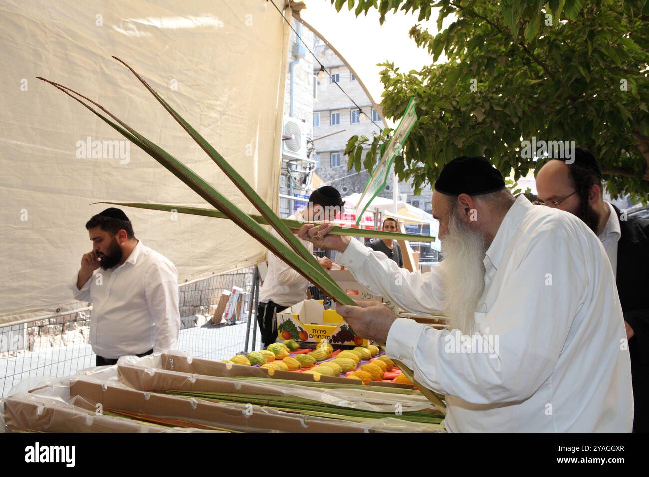 Orthodox Jewish man before Succot examines the overall look of the ...
