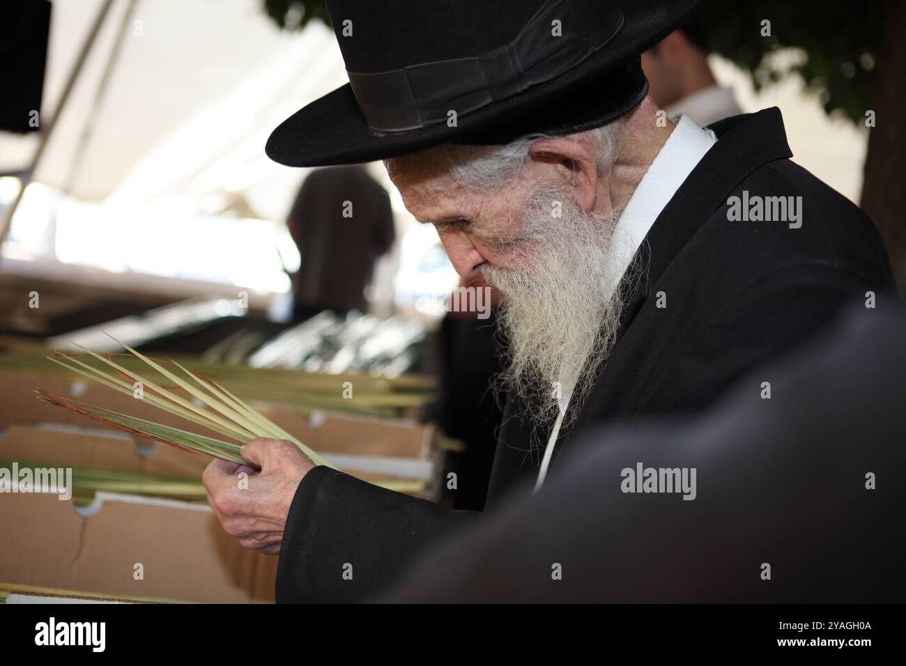 Ultra Orthodox Jewish man before Succot examines the top edge Lulav a ...