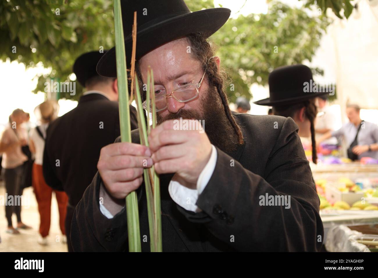 Ultra Orthodox Jewish man before Succot examines the top edge a Lulav a ...