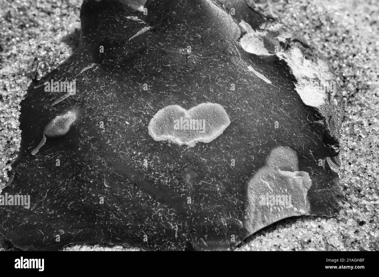Heart on a black flint with lichen growth lying in the sand, on the ...