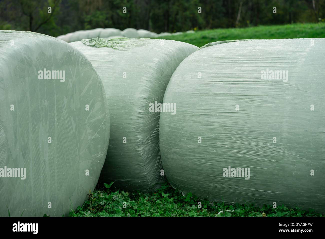 Harvesting hay for the winter hi-res stock photography and images - Alamy