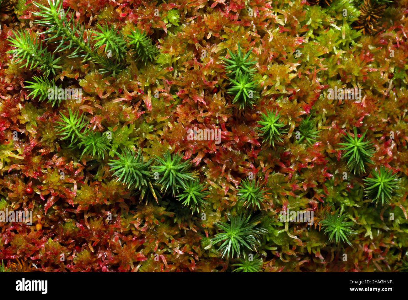 Polytrichum juniperinum is a moss here growing with Sphagnum in moist ...