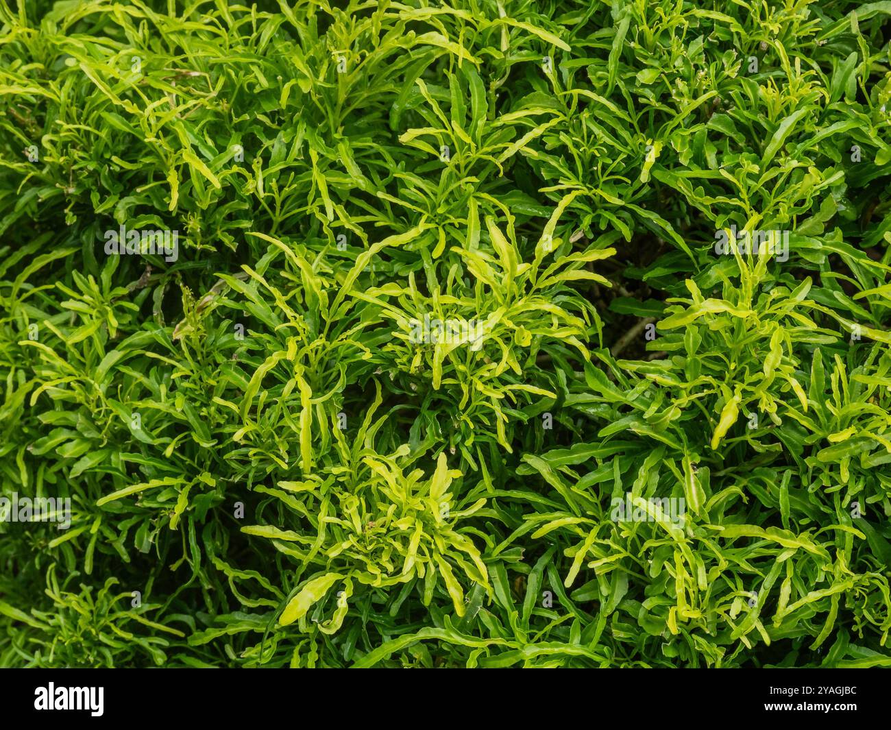 Euodia hi-res stock photography and images - Alamy