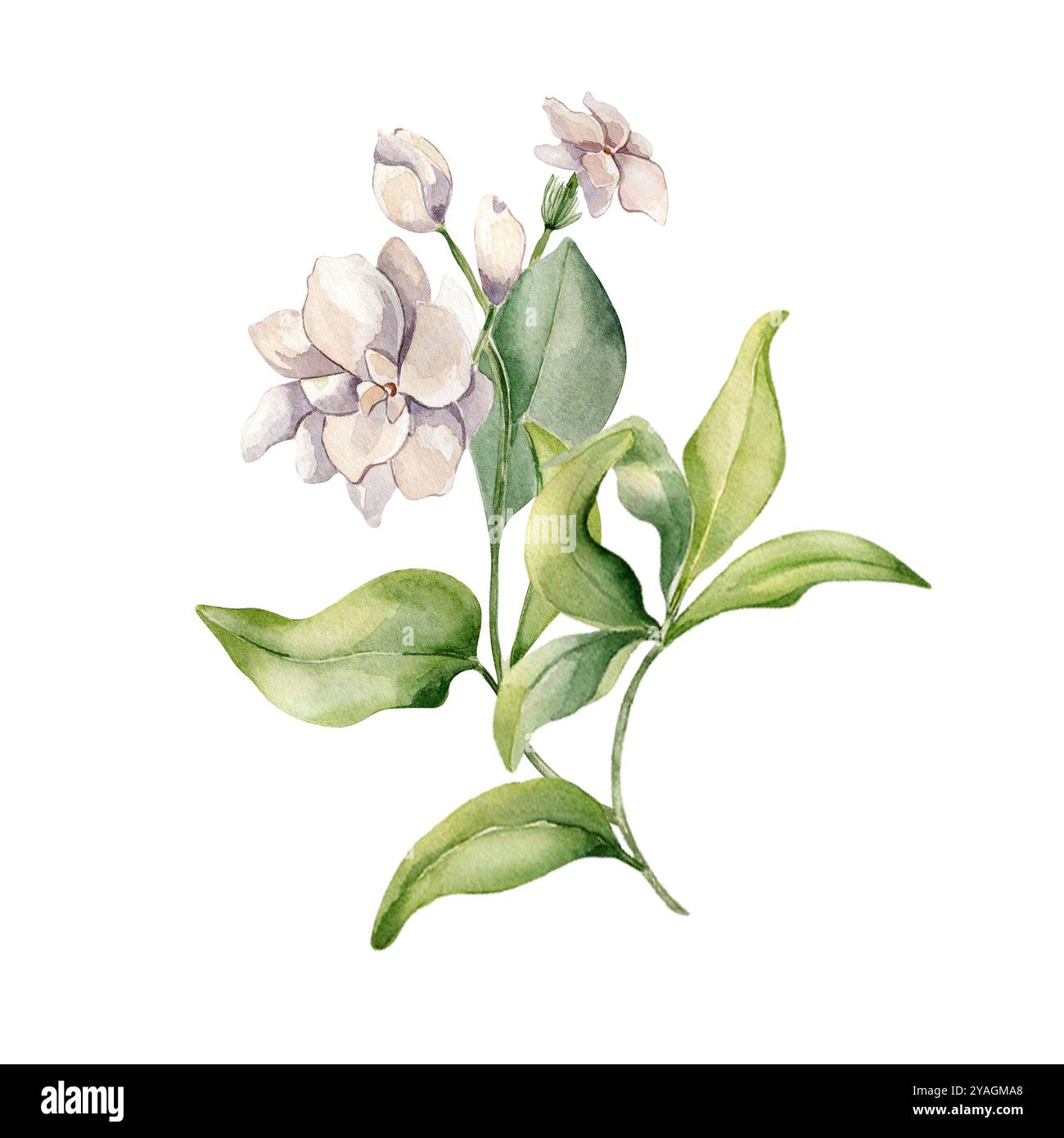 Jasmine blooms in watercolor illustration isolated. White flower ...