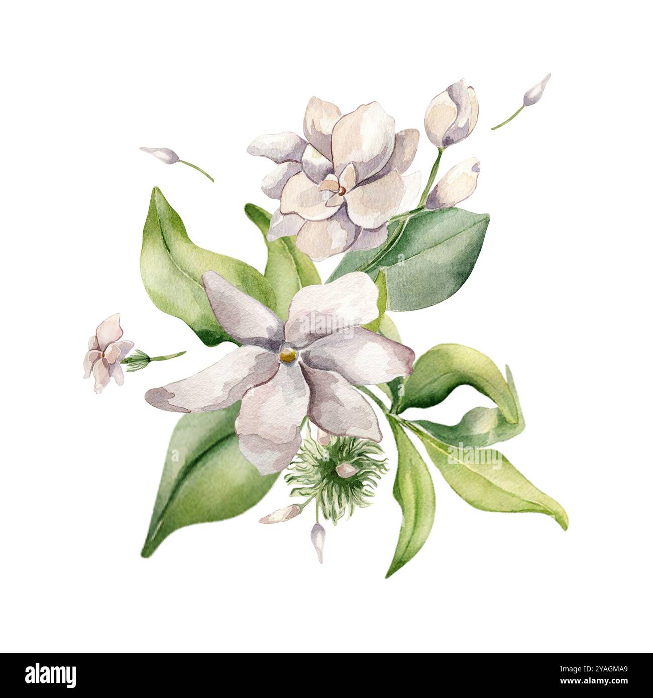 Jasmine flowers watercolor illustration isolated on white. Floral ...