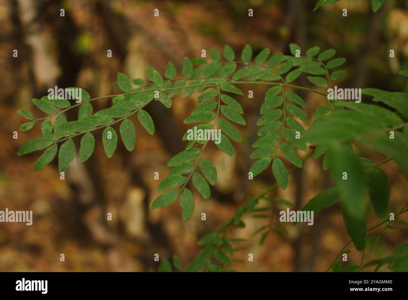 Natural harmony: flowers, leaves, and insects in their natural ...