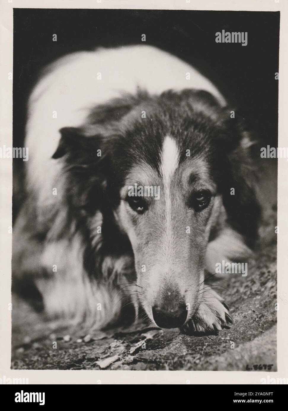 Lassie MGM Dog Actor Stock Photo - Alamy