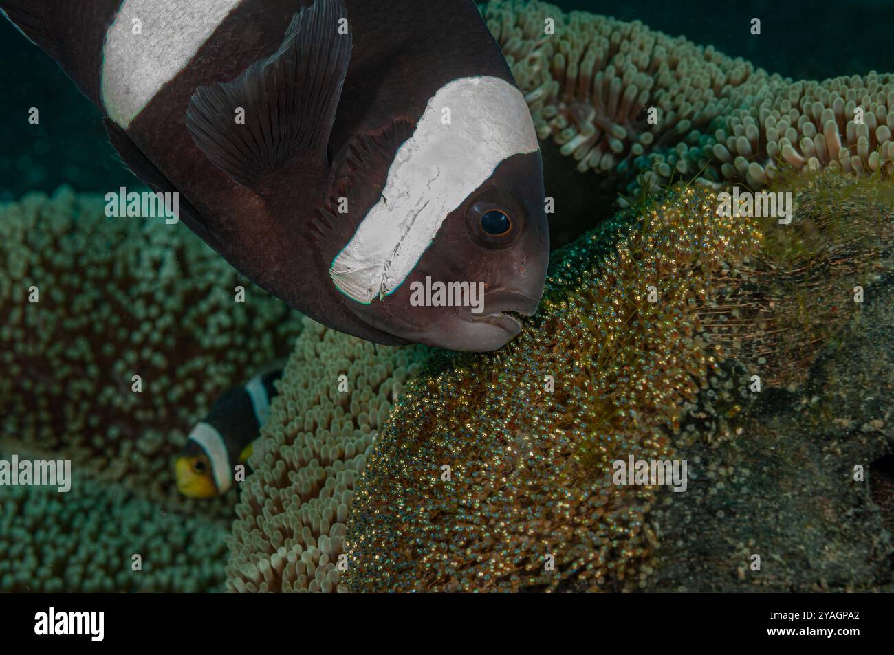 Clownfish eggs hi-res stock photography and images - Alamy