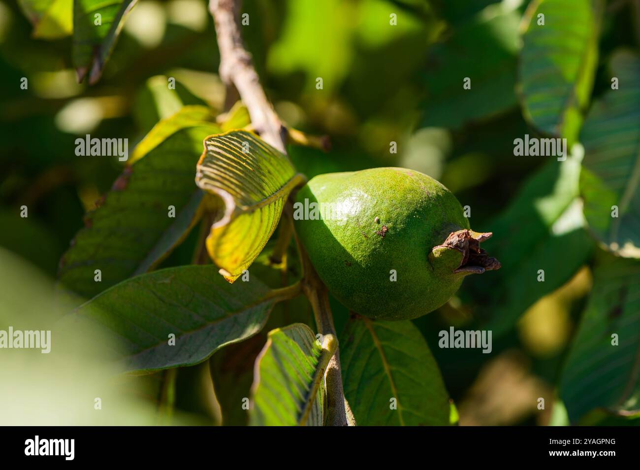 Fruit body development hi-res stock photography and images - Alamy