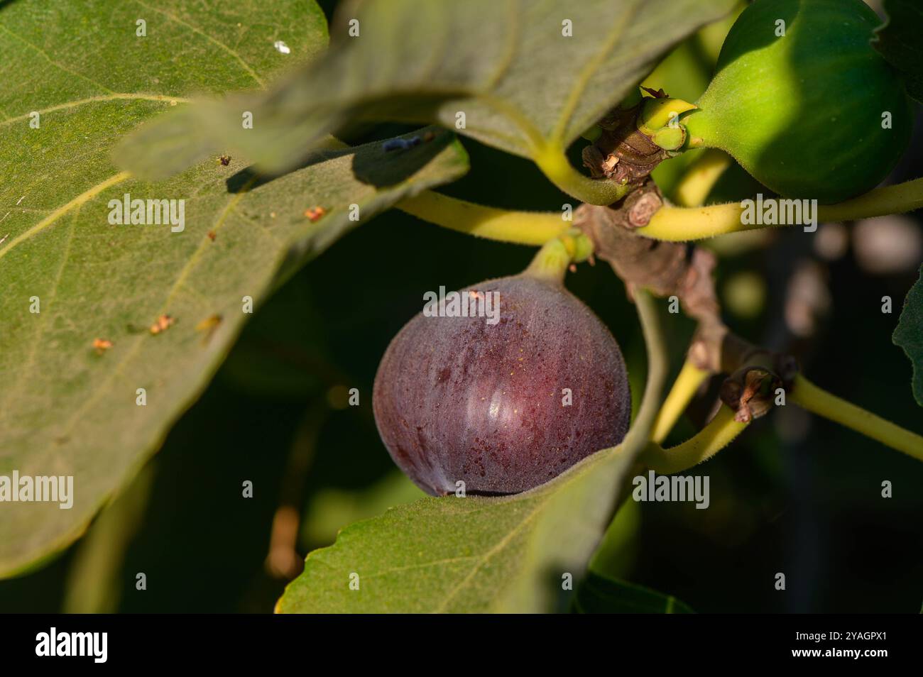Figs on a fig tree hi-res stock photography and images - Alamy