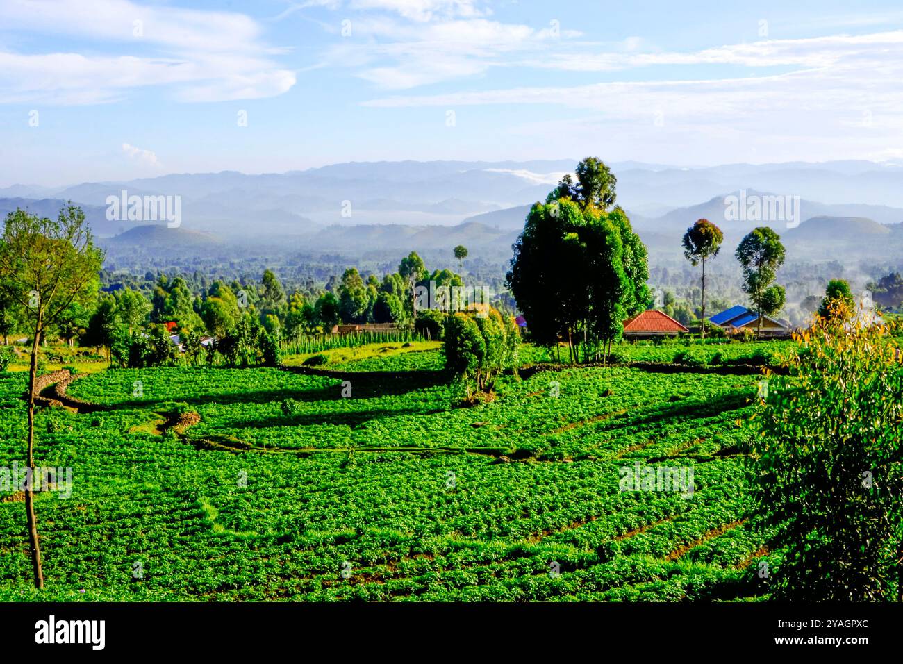 Beautiful landscape of Kisoro , South Western Uganda Stock Photo - Alamy