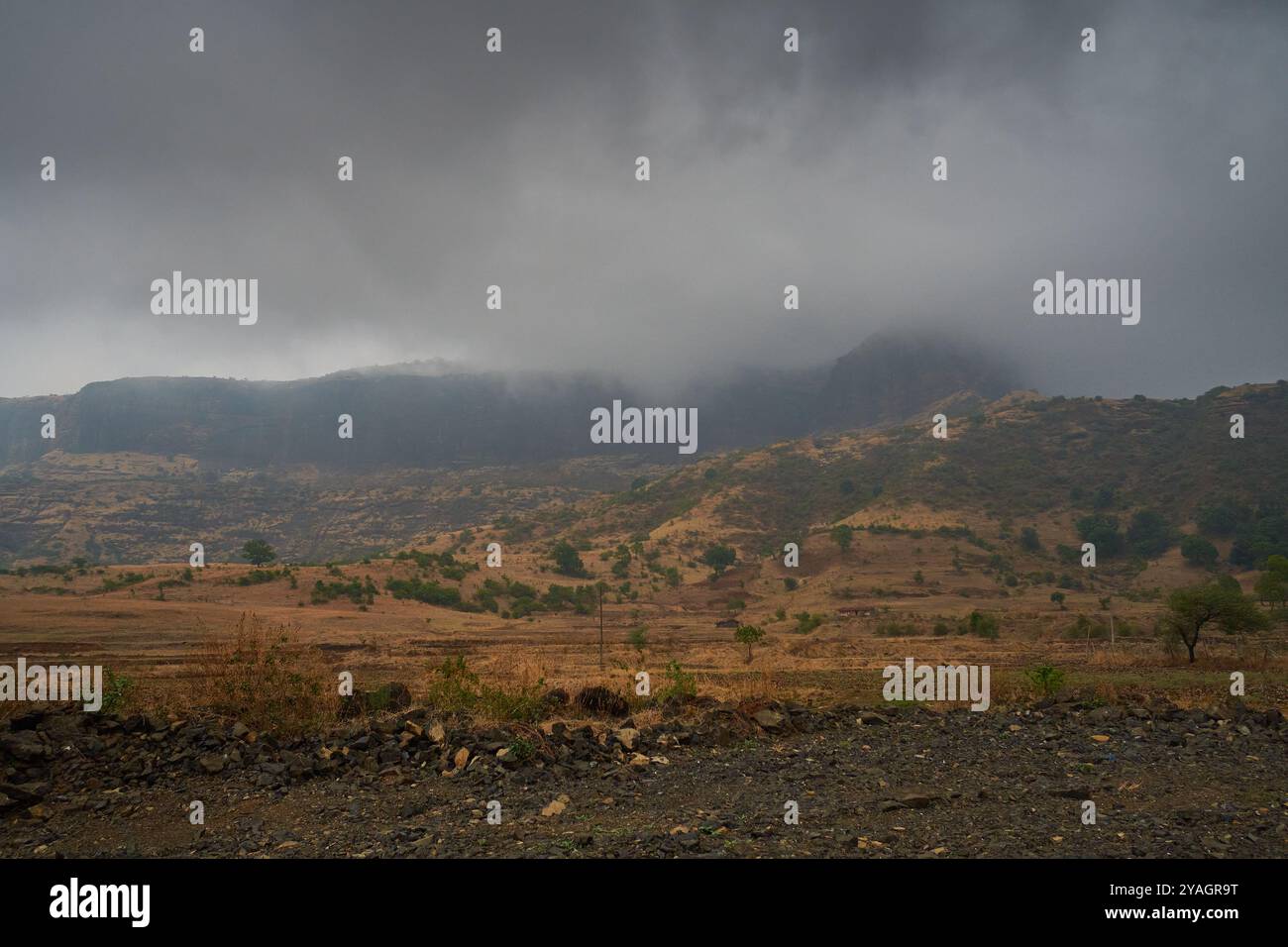 Post summer the landscape turns brown and golden, waiting for the rains ...