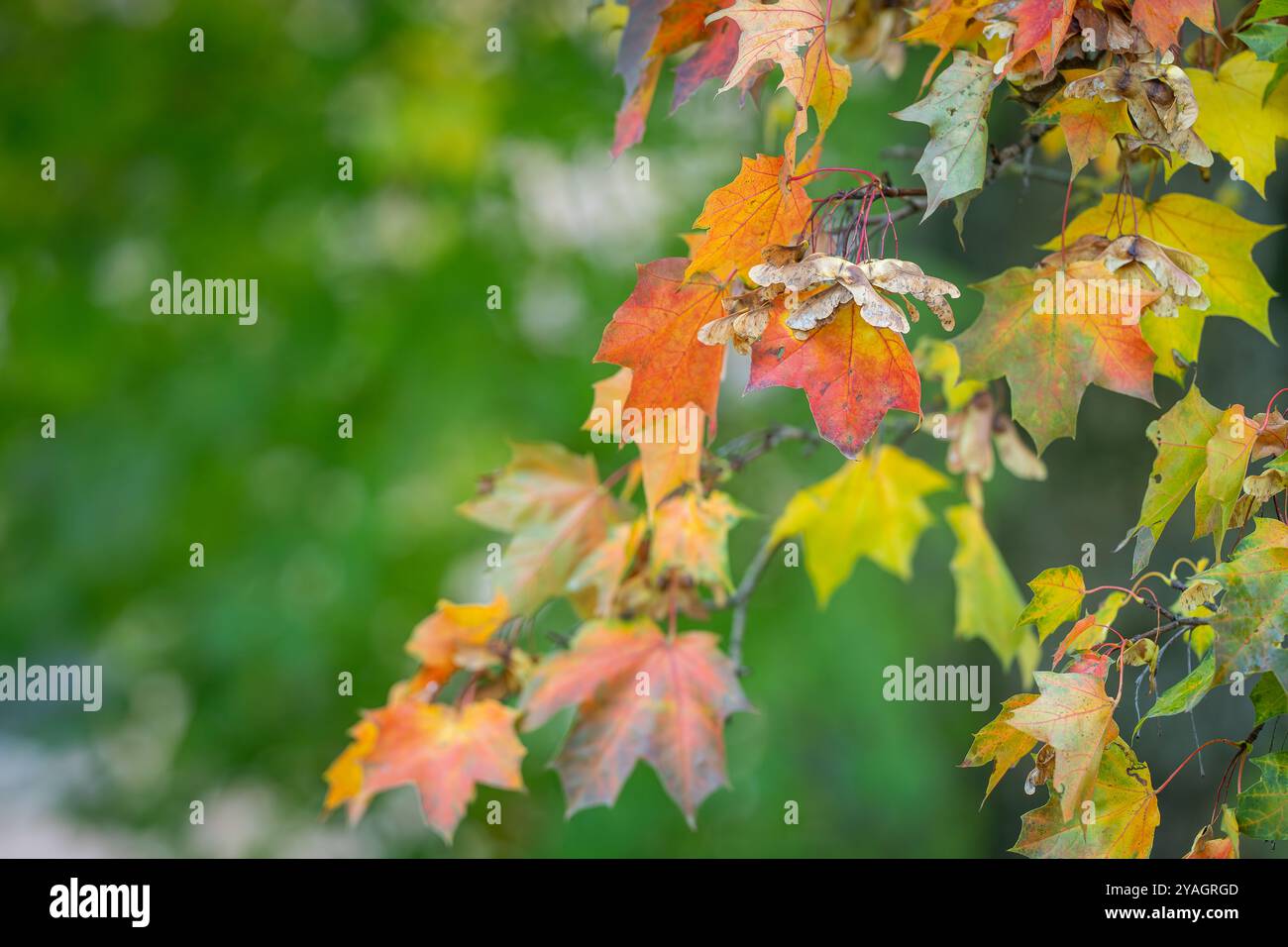Norway maple (Acer platanoides), branch with autumn leaves and fruits ...