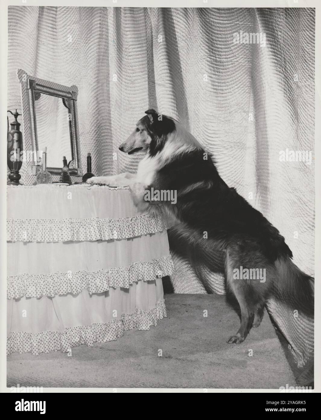 Lassie MGM Dog Actor Stock Photo - Alamy