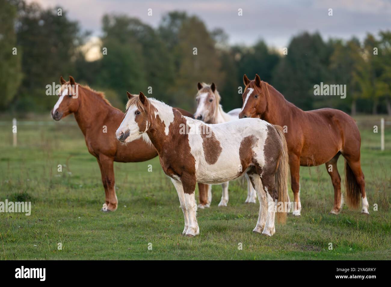 Horses on the paddock. Estonian native horses ( Estonian Klepper ...