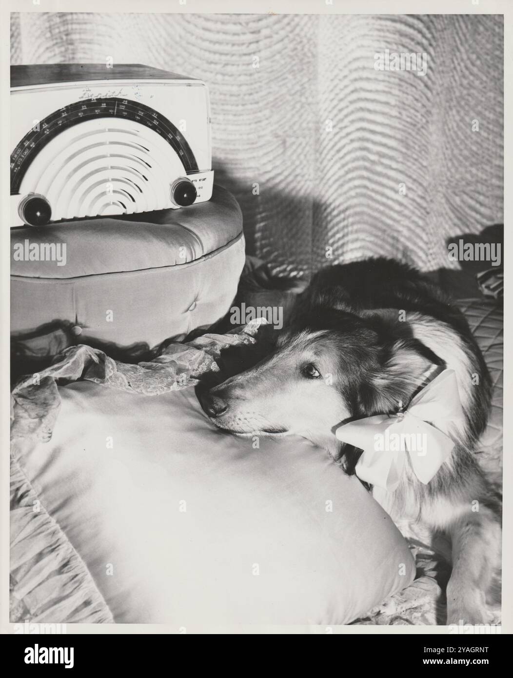 Lassie MGM Dog Actor Stock Photo - Alamy