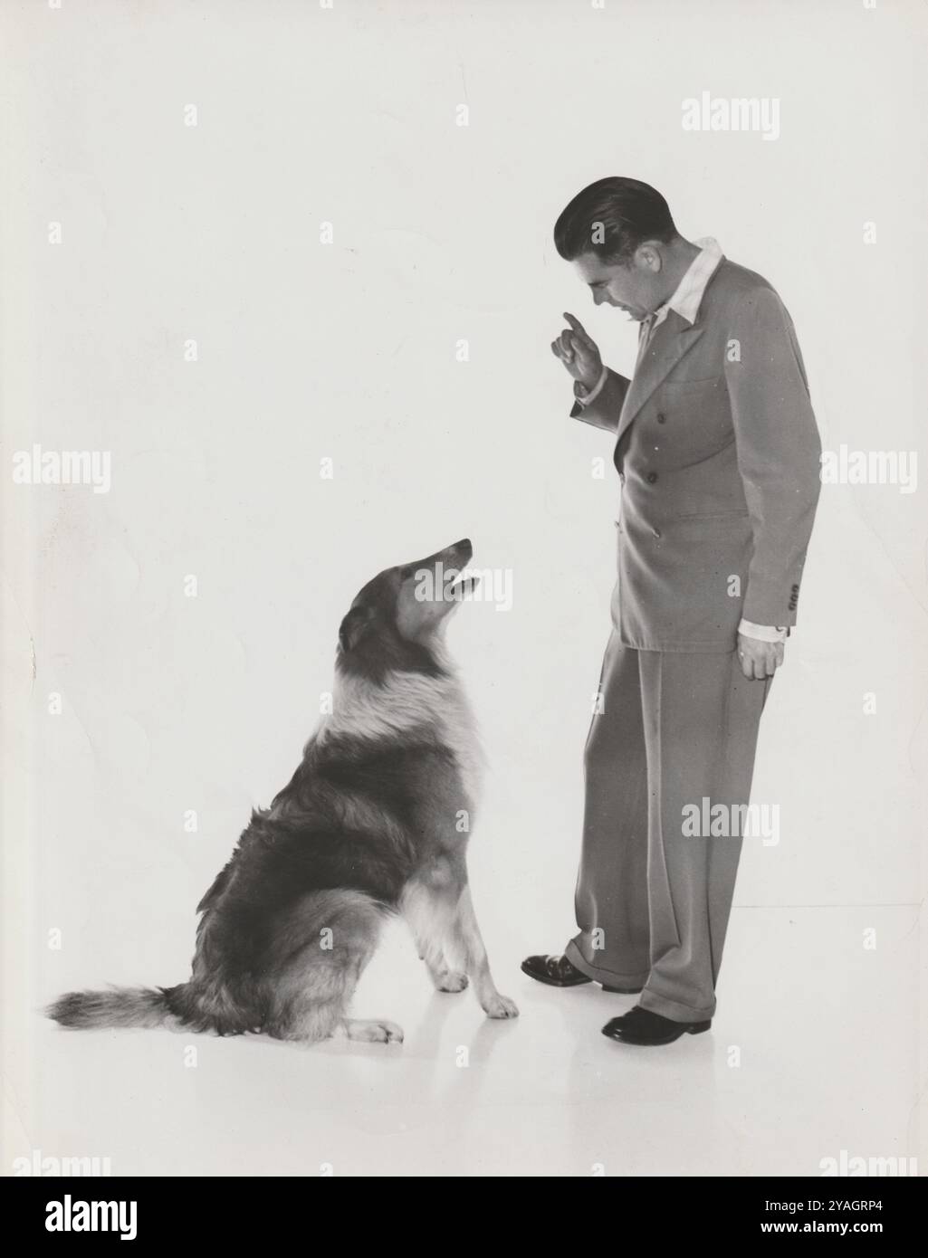 Lassie MGM Dog Actor Stock Photo - Alamy