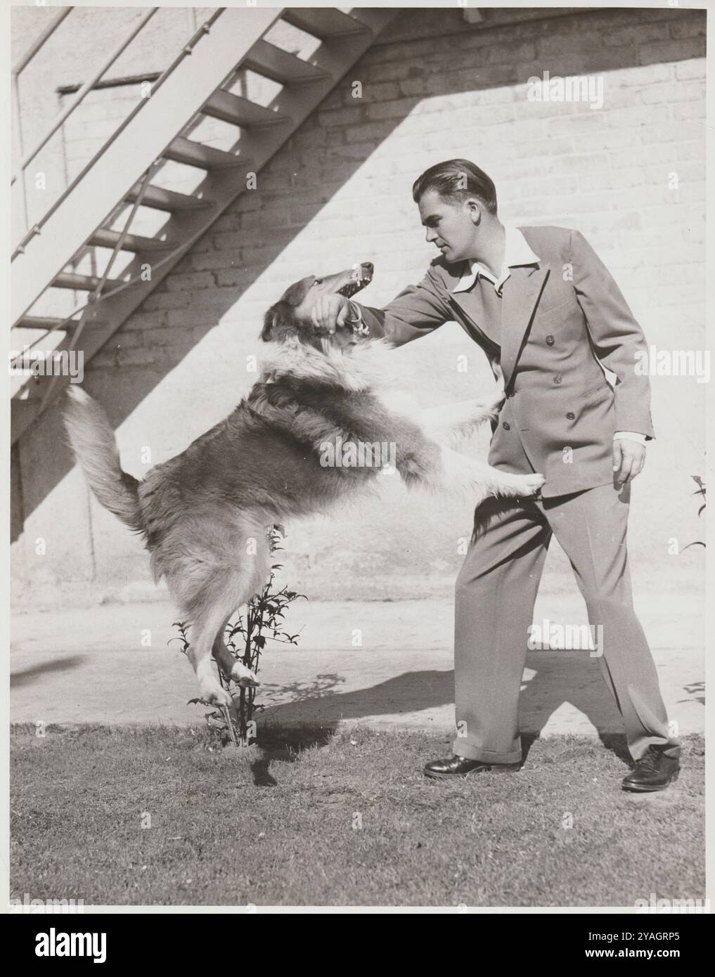 Lassie MGM Dog Actor Stock Photo - Alamy