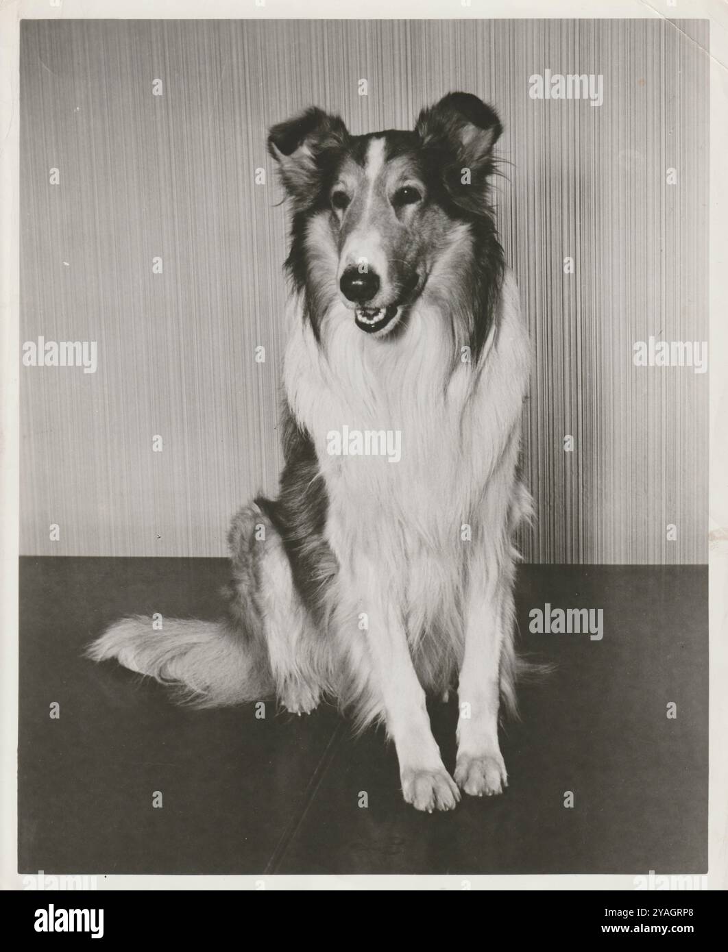 Lassie MGM Dog Actor Stock Photo - Alamy