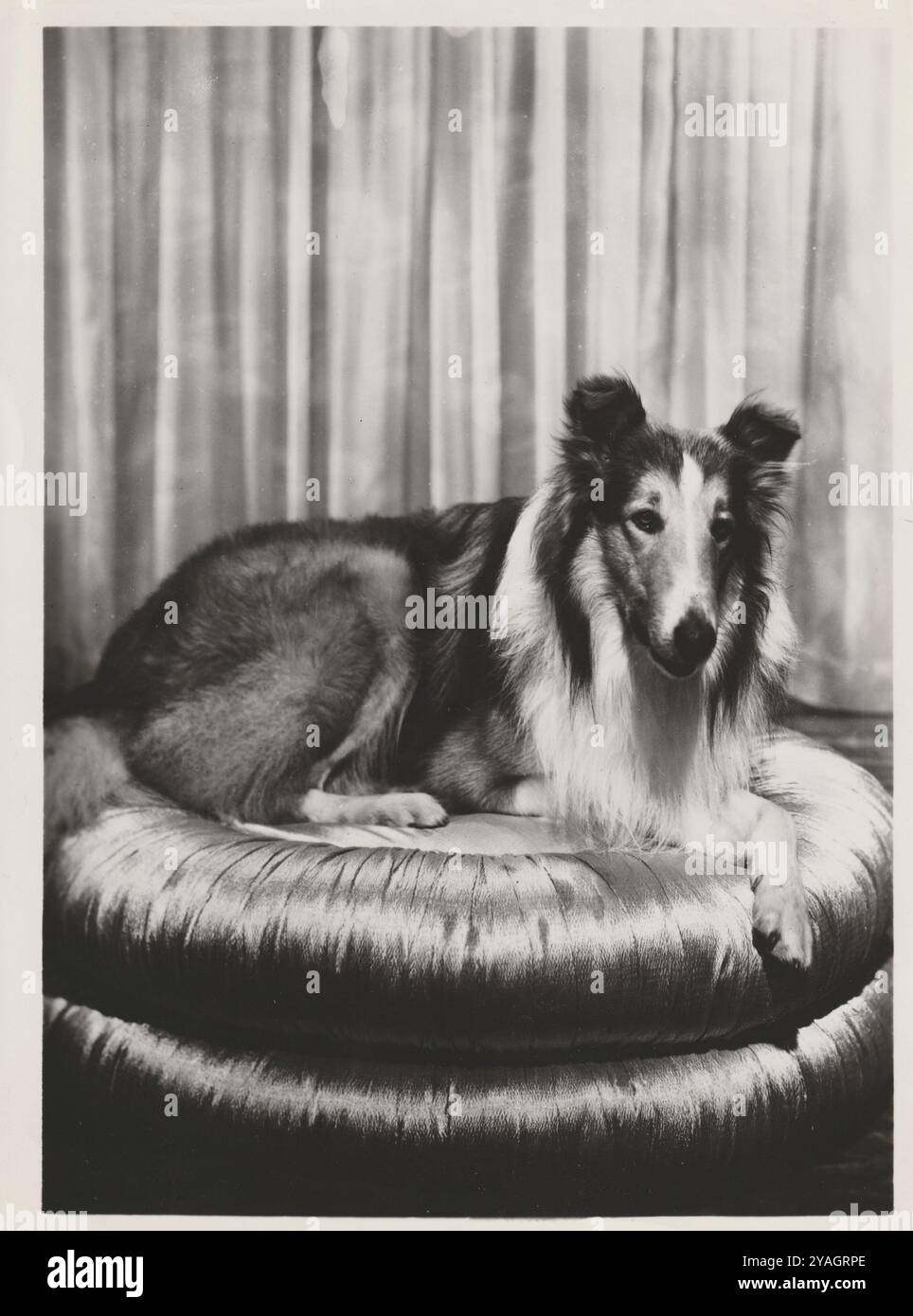 Lassie MGM Dog Actor Stock Photo - Alamy