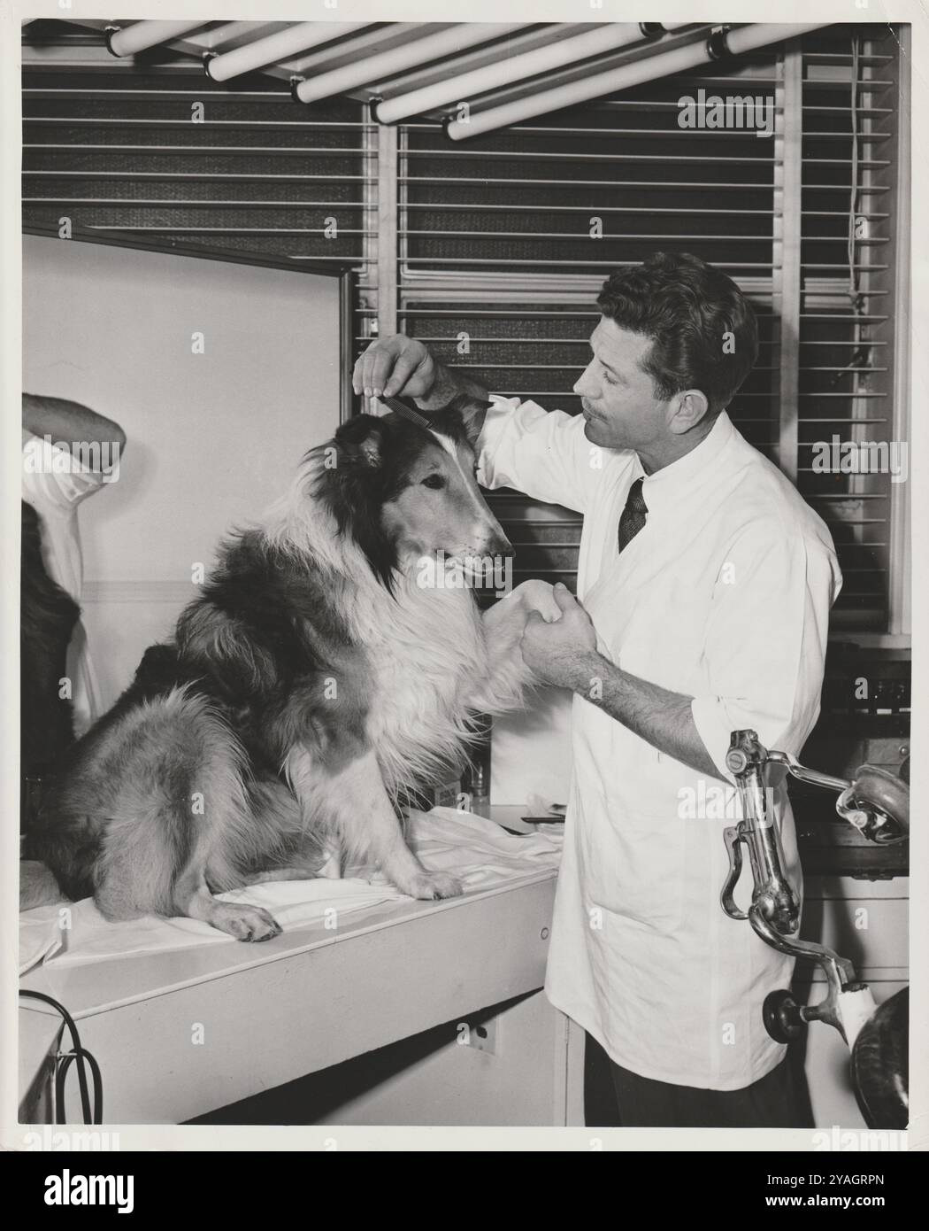 Lassie MGM Dog Actor Stock Photo - Alamy