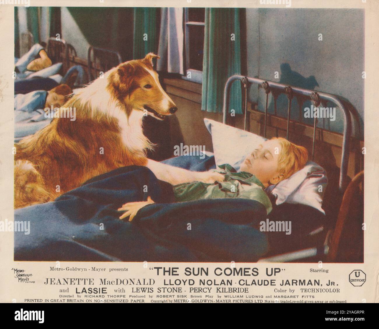 Lassie MGM Dog Actor Stock Photo - Alamy