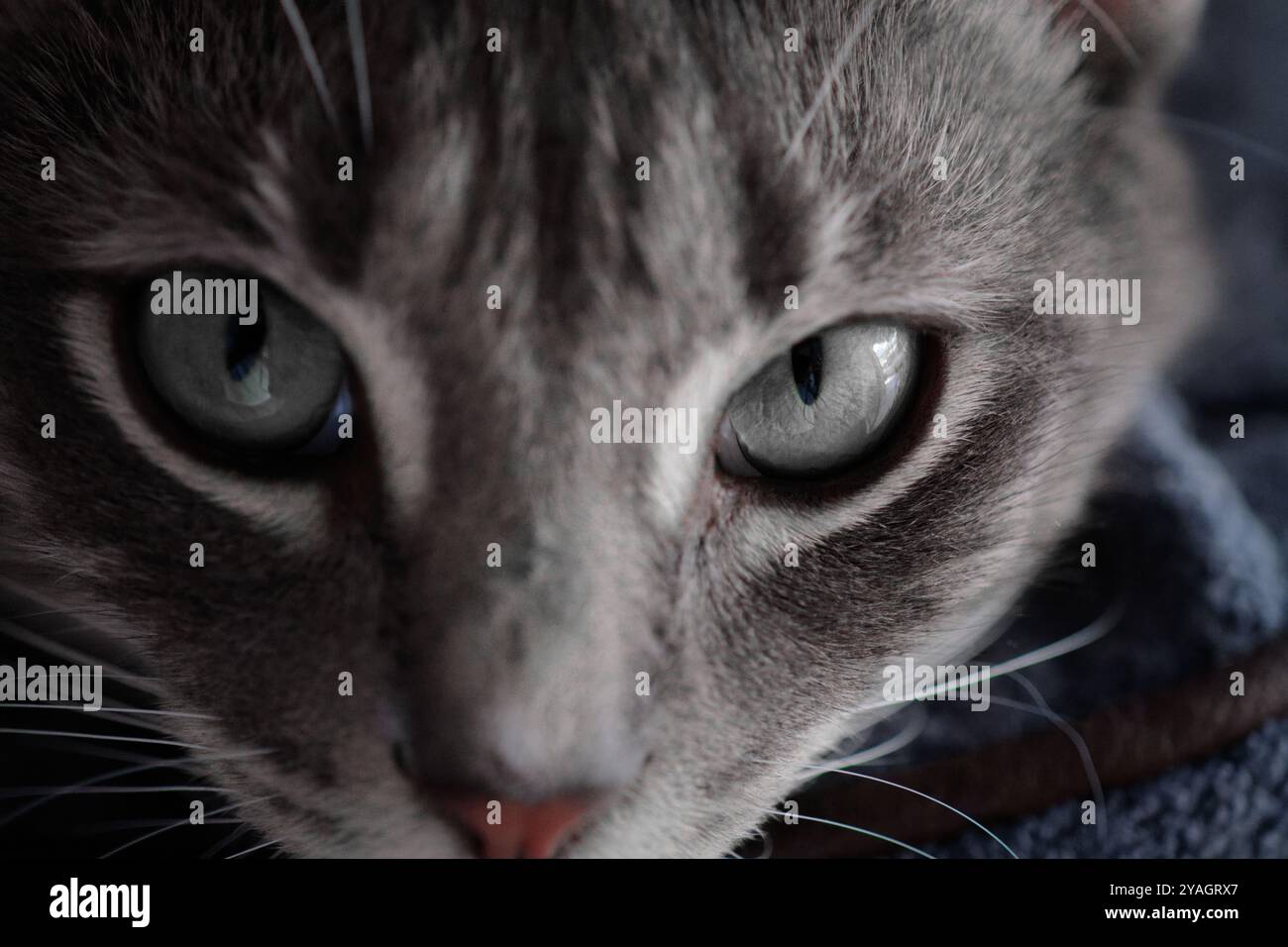 Striking cat features hi-res stock photography and images - Alamy