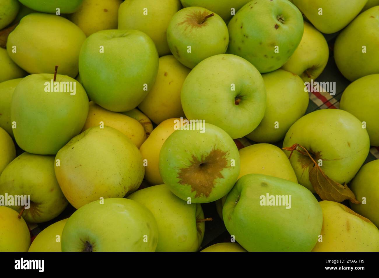 green apples background in a close-up display at a market Stock Photo ...