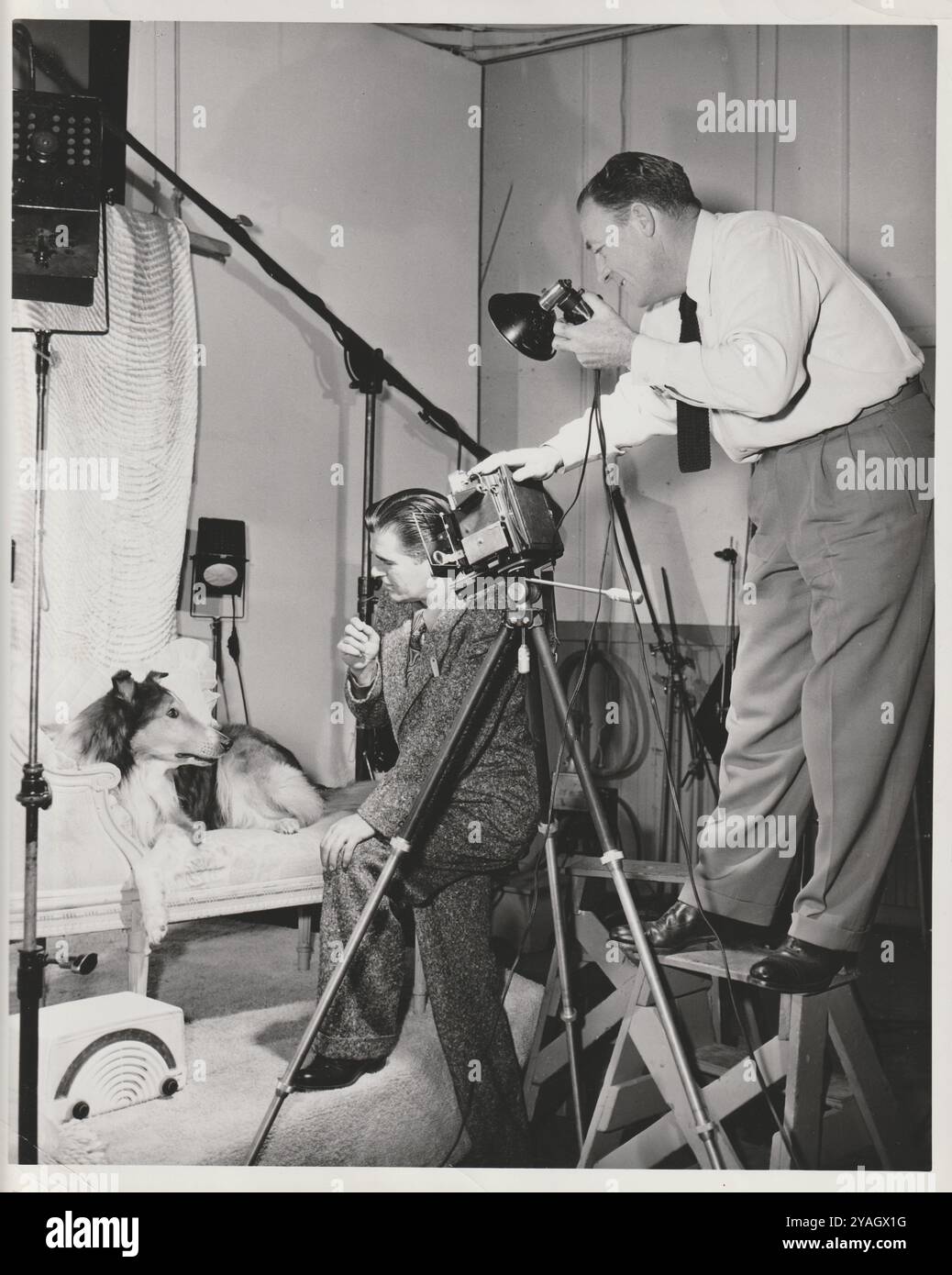 Lassie MGM Dog Actor Stock Photo - Alamy